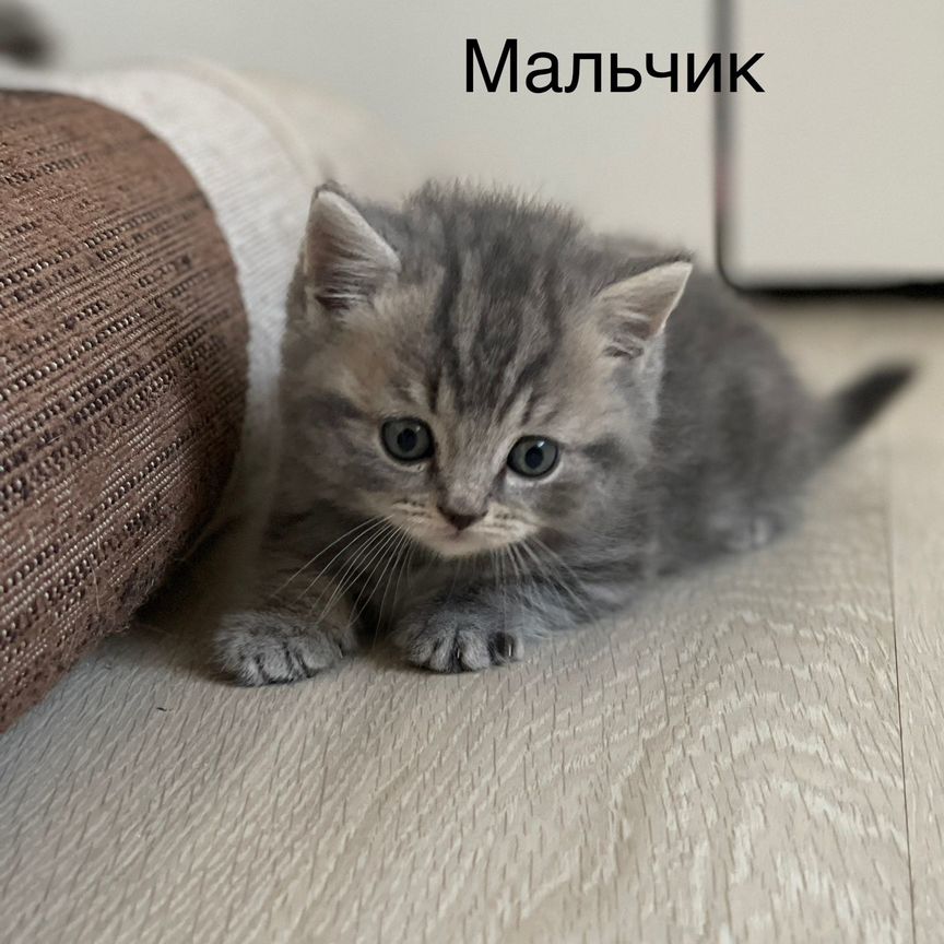 Шотландские прямоухие котята