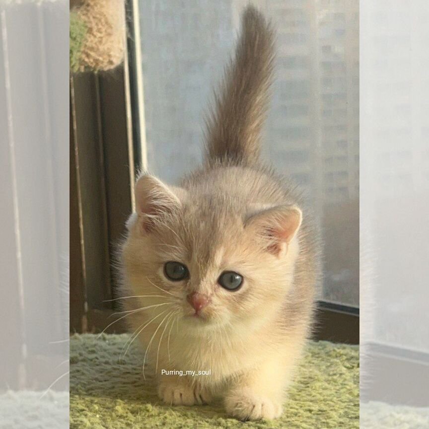 Британский короткошёрстный котёнок