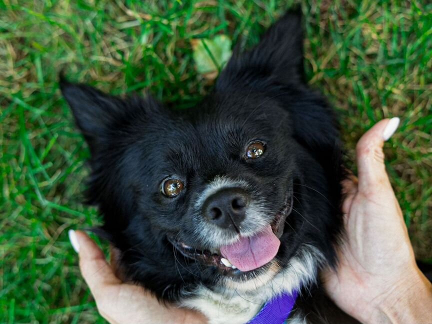 Собака мальчик. 12 кг