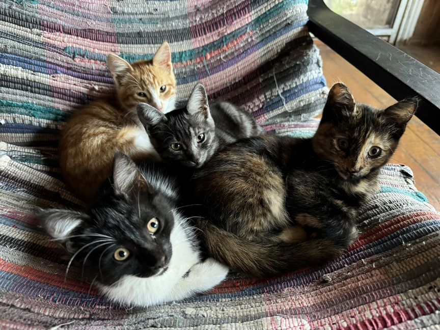 Котята