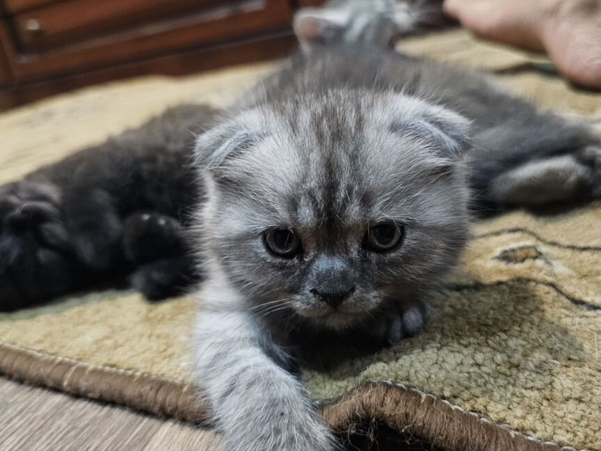 Шотландская