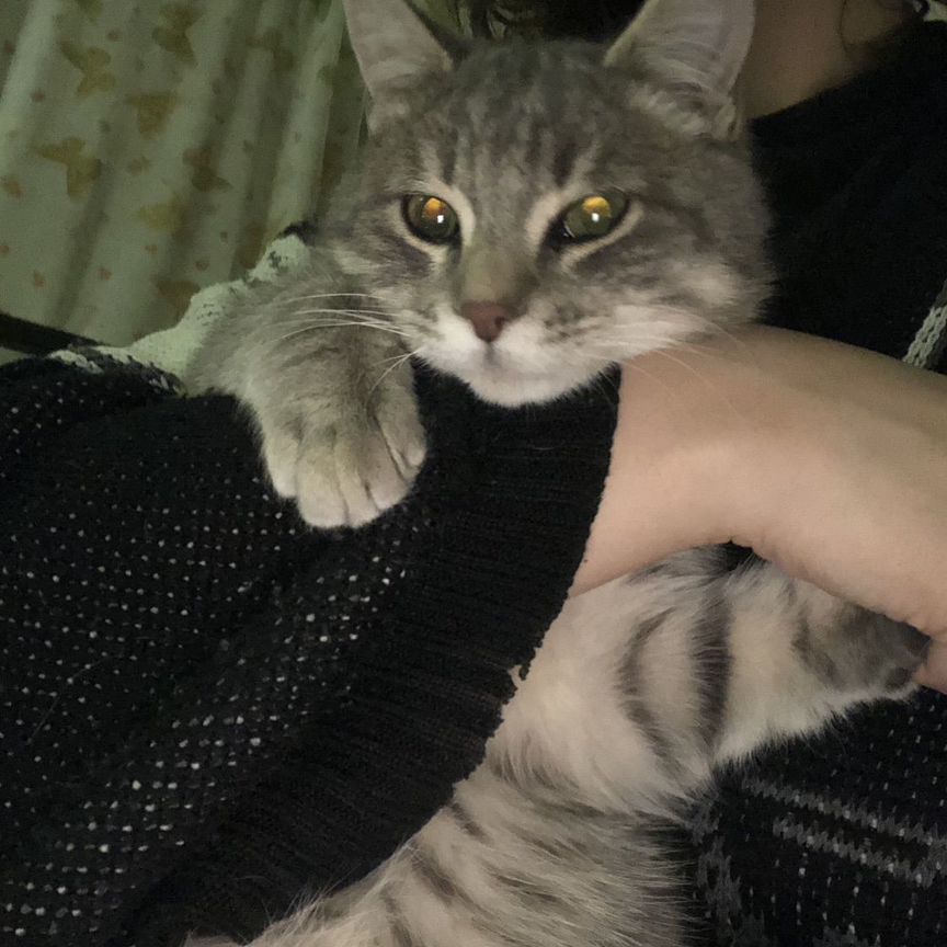 Найден кот, ищу хозяев или новую семью
