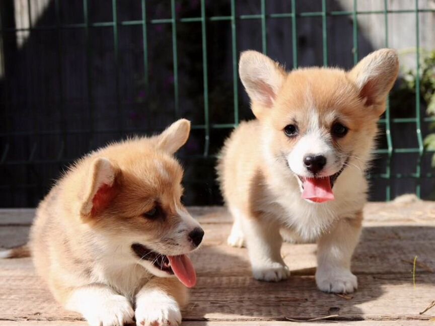 Щенки корги