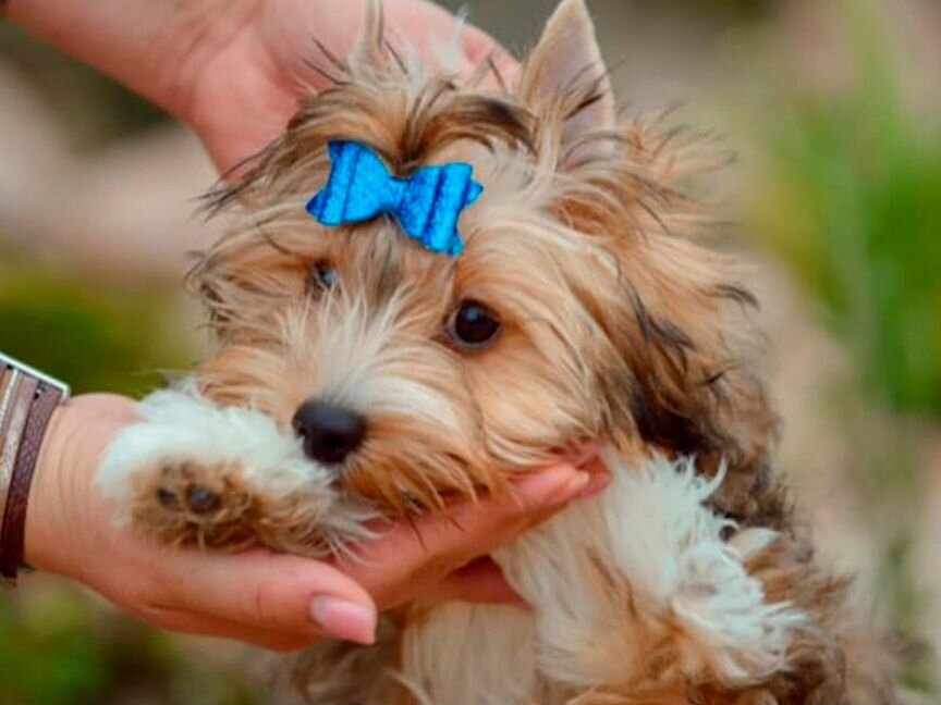 Цветной йоркширский терьер щенок мальчик