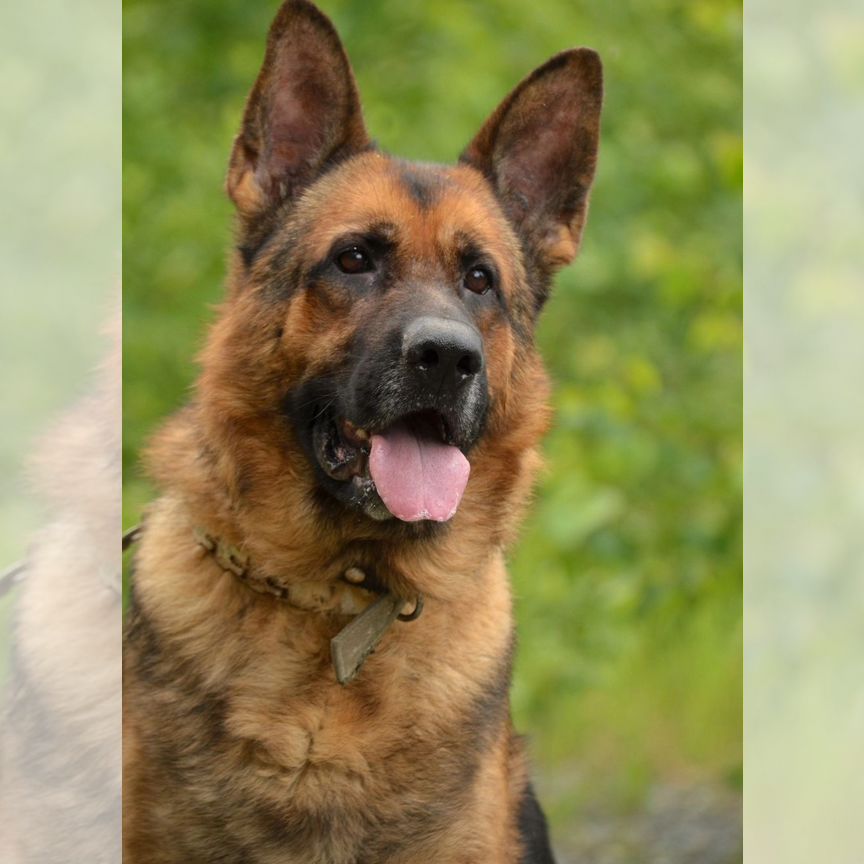 Немецкая овчарка, взрослый пёс