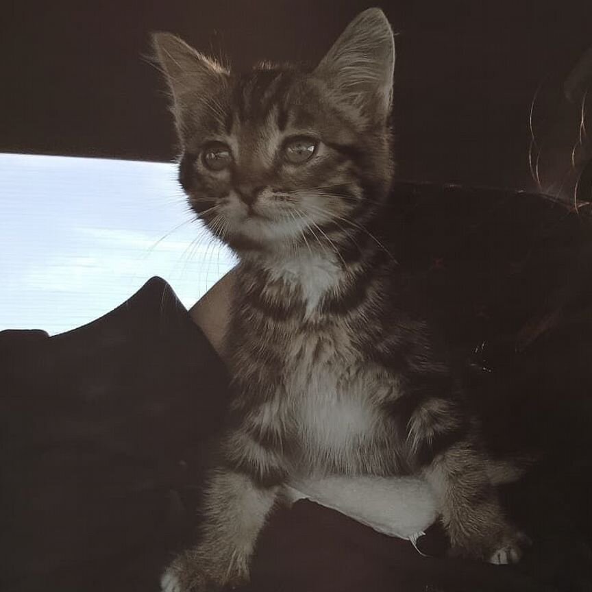 Котёнок в добрые руки