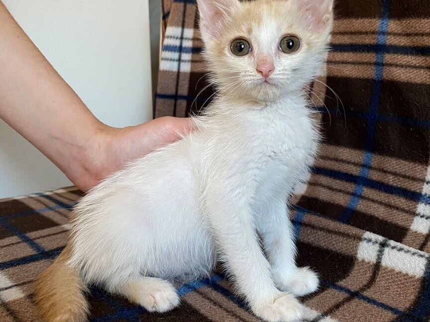 Котенок в добрые руки