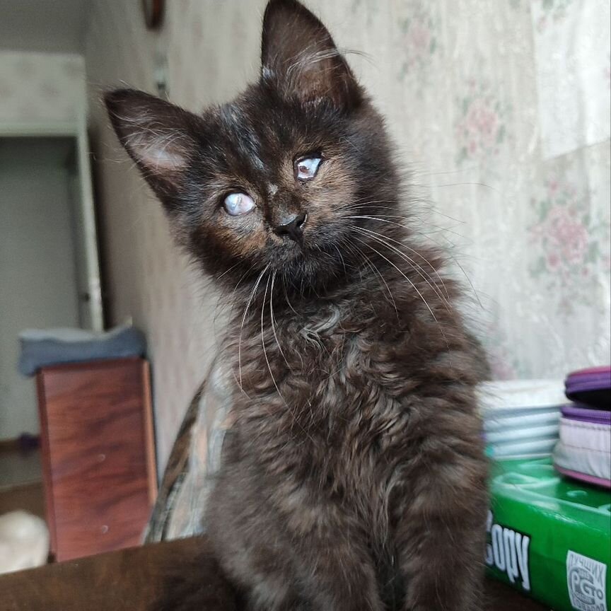 Особенный котенок