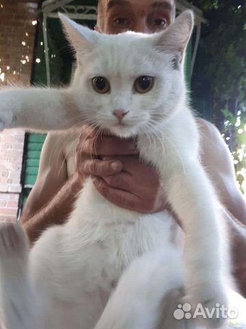 Кошка фенотип британки