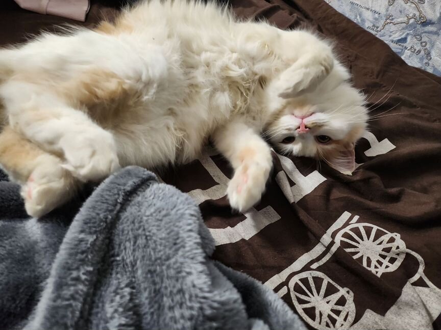Кошка