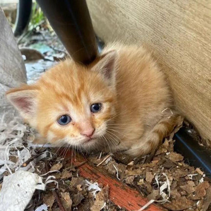 Котенок в добрые руки