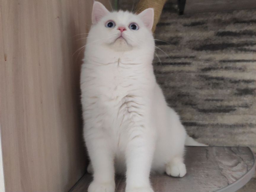 Белоснежный мальчик