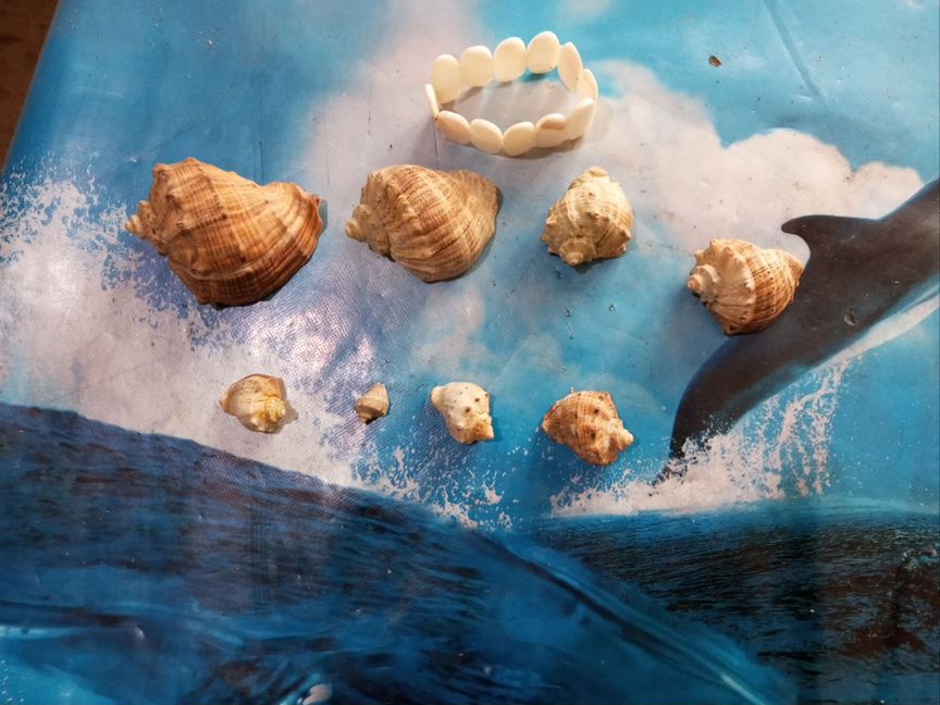 Ракушка морская