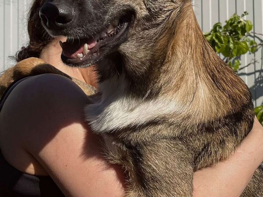 Щенок красотка