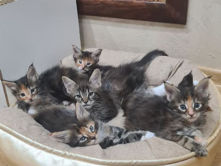 Котята мейн-кун