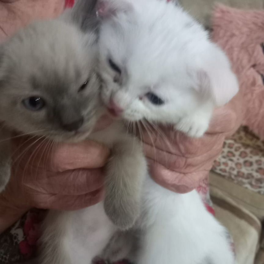 Котята помесь с британцем