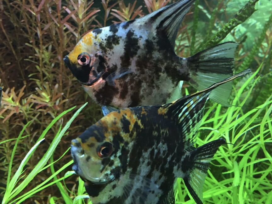 Скалярии мраморные