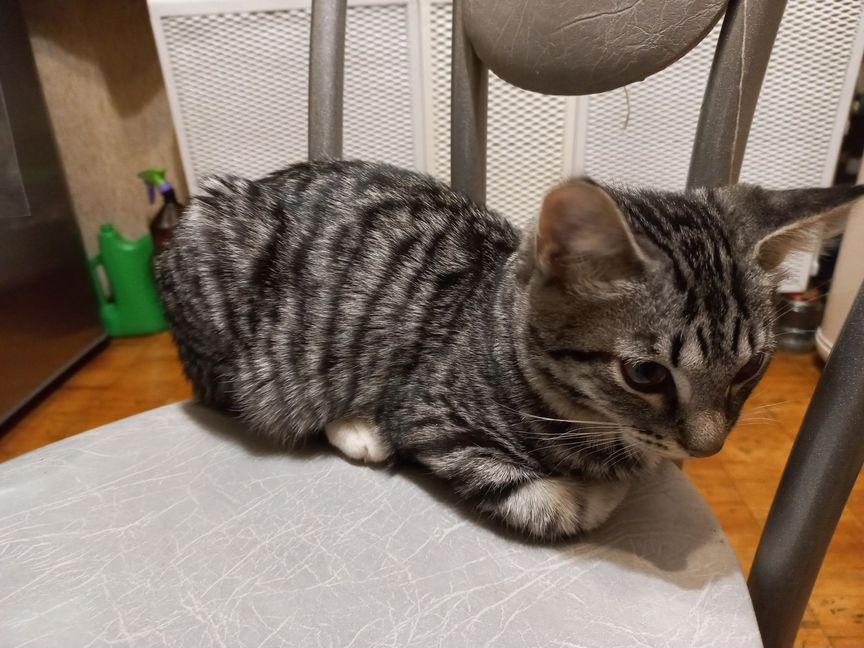 Котята в добрые руки бесплатно