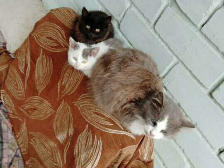 Котята мальчики мышеловы им 6 месяцев