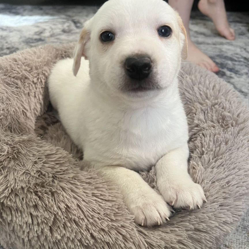 Щенок в добрые руки