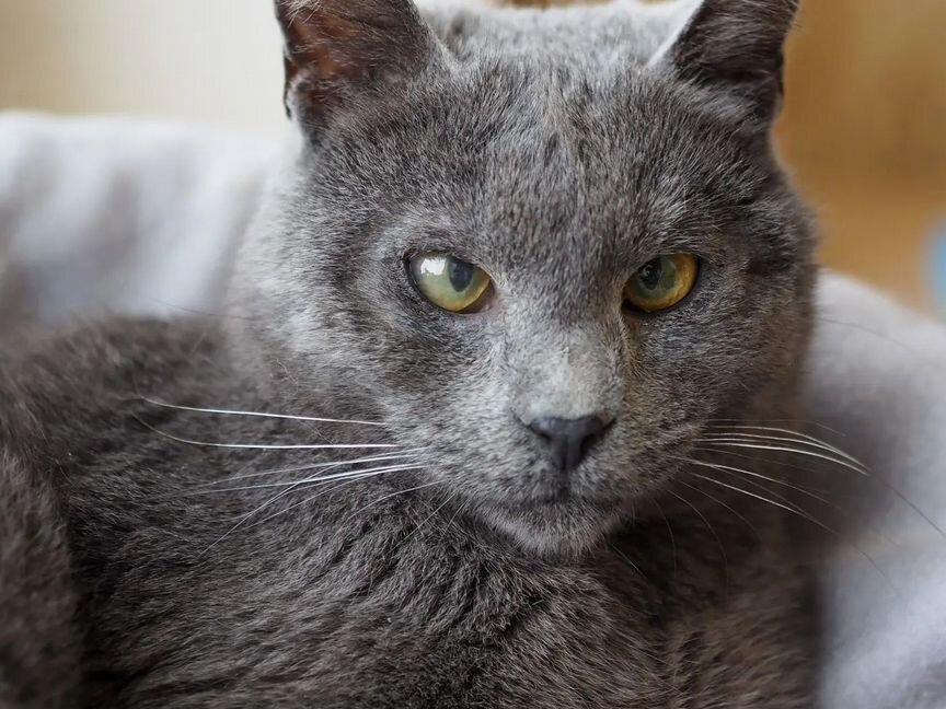 Русский голубой котик ищет дом