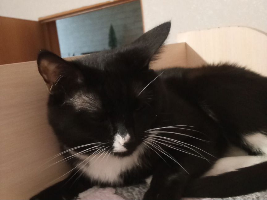 Кошка отдадим в хорошие руки подобраны на улице