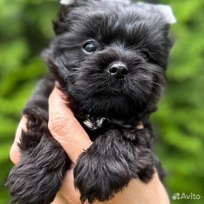 Шикарный черный йорк мальчик