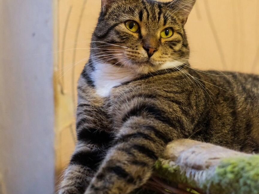 Чарли из приюта