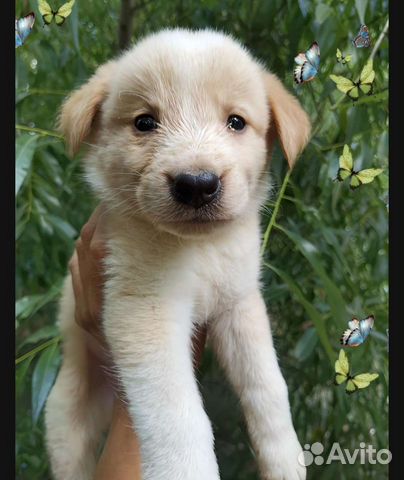 Щенки в дар