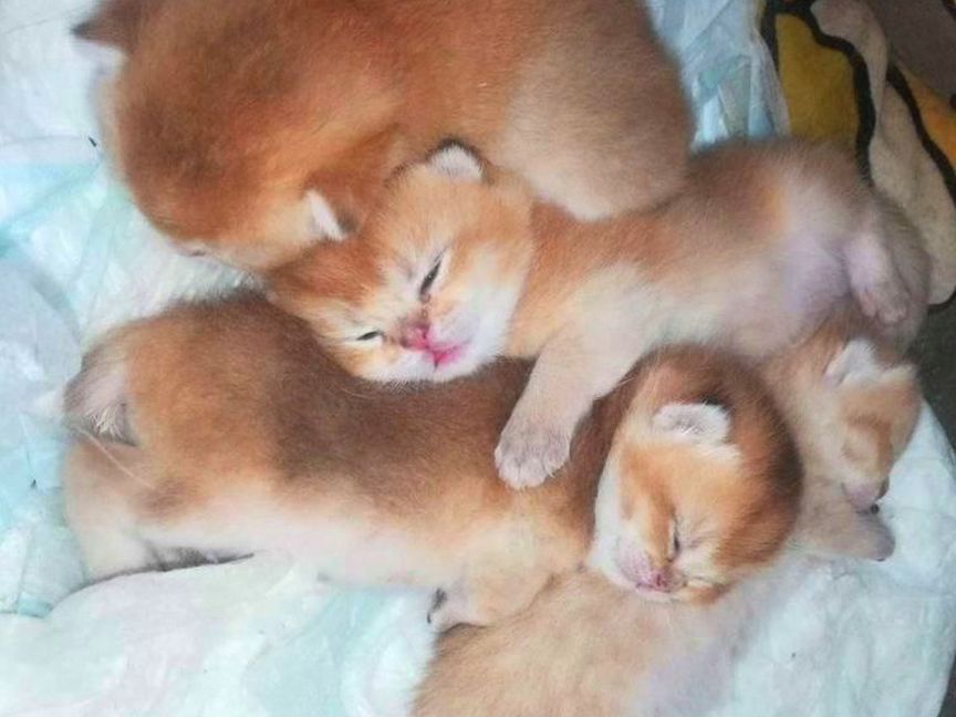 Котята Золотая шиншилла