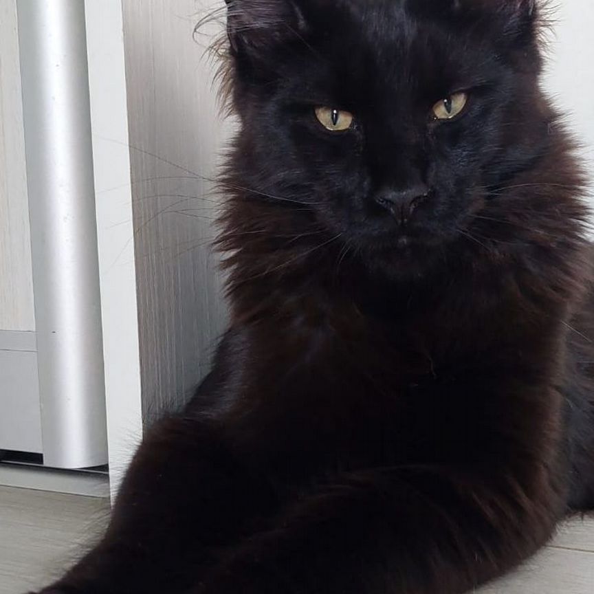 Кот майкун вязка