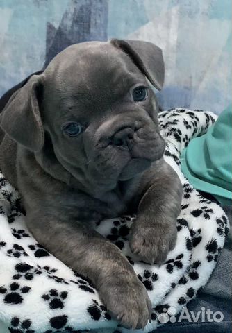 Шенки французкого бульдога