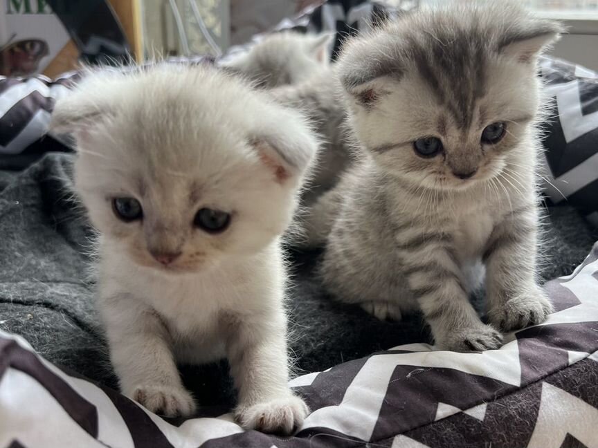 Шотландские котята