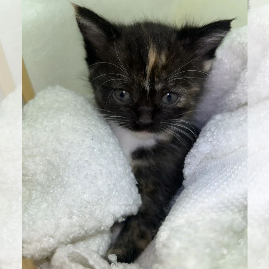 Котёнок в добрые руки