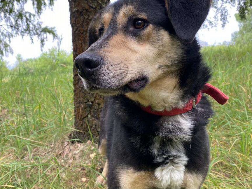 Добрая собака из приюта ищет дом