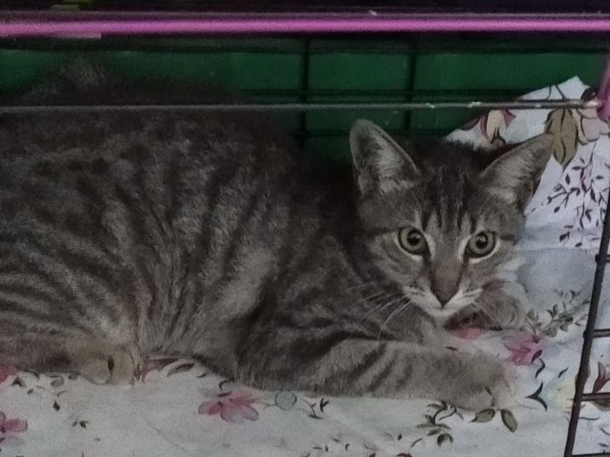 Кошка в дар бесплатно