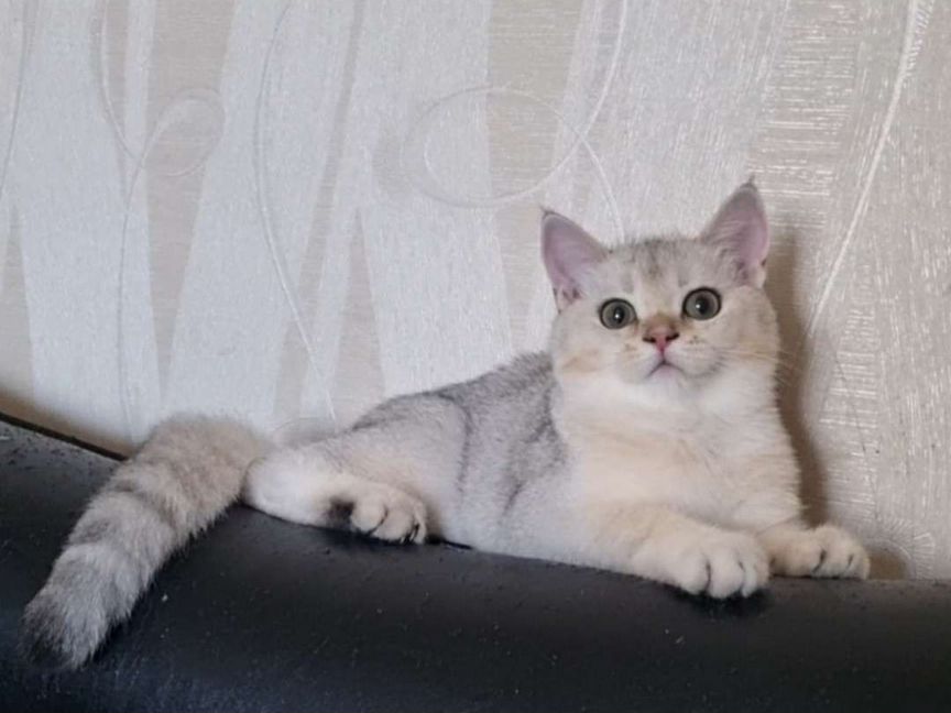 Мальчик серебристая шиншилла