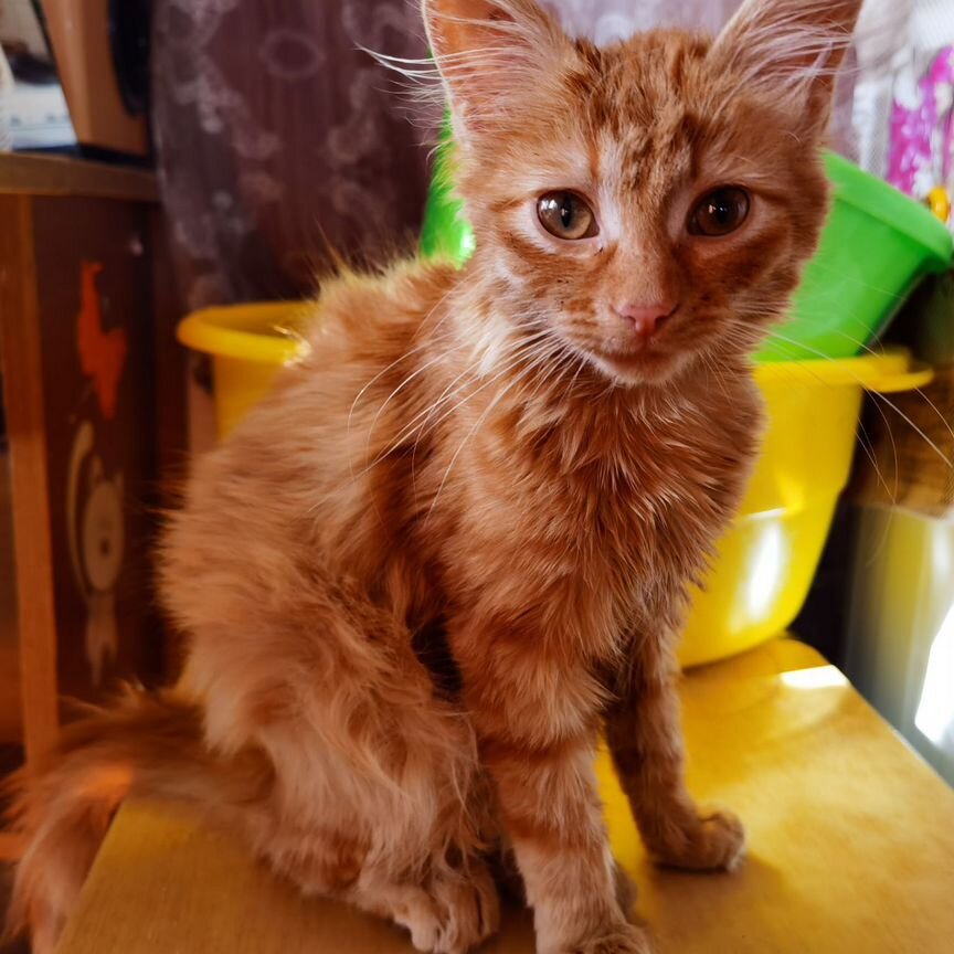 Котёнок потеряшка