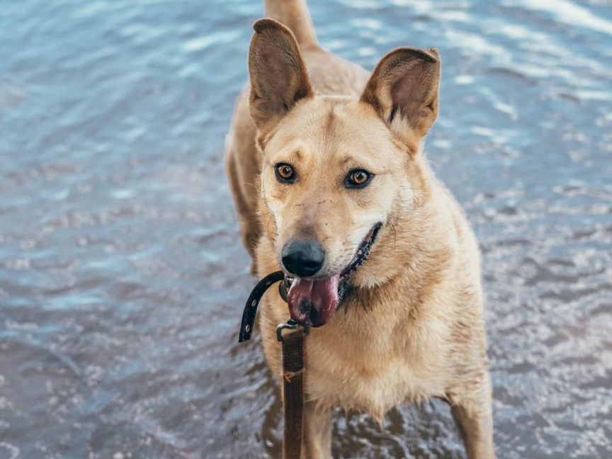 Собака в добрые руки бультерьер Цукат