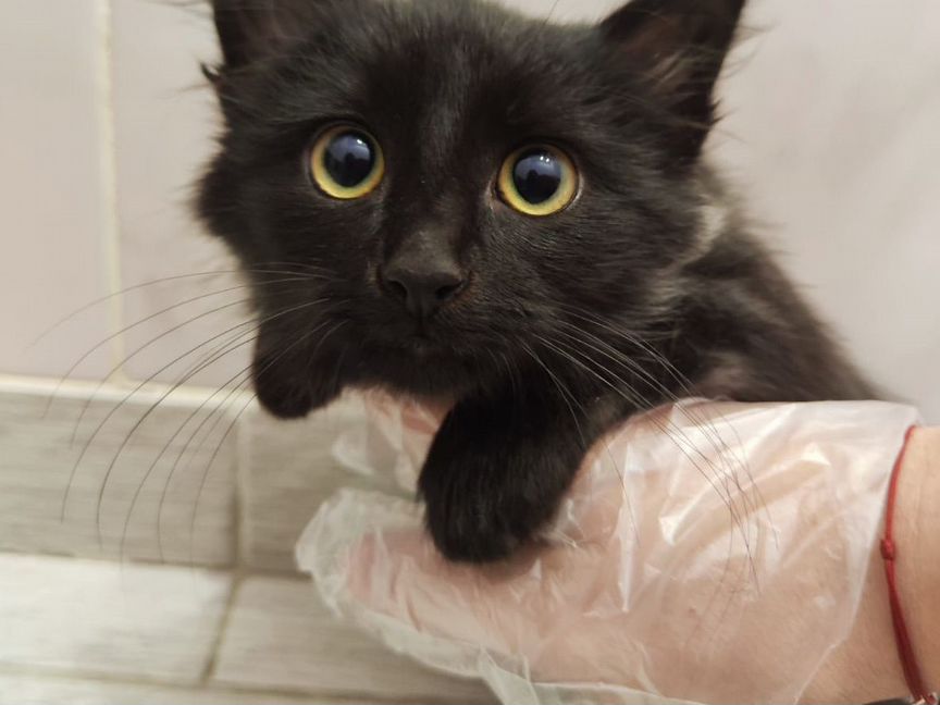 Котенок на выпуск на улицу. Нужен дом