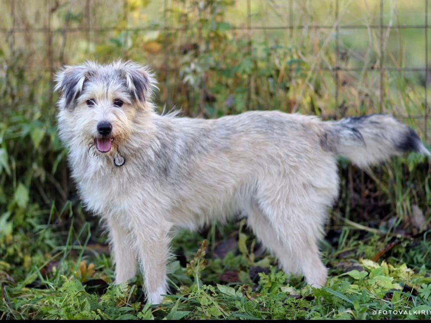 Отдам небольшую собачку Розу