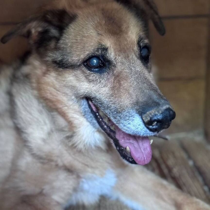 Слепой Гай так и не узнает как это быть любимым