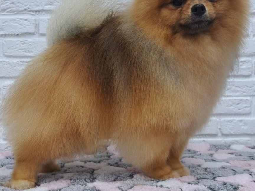 Померанский шпиц мини (вязка)щенки