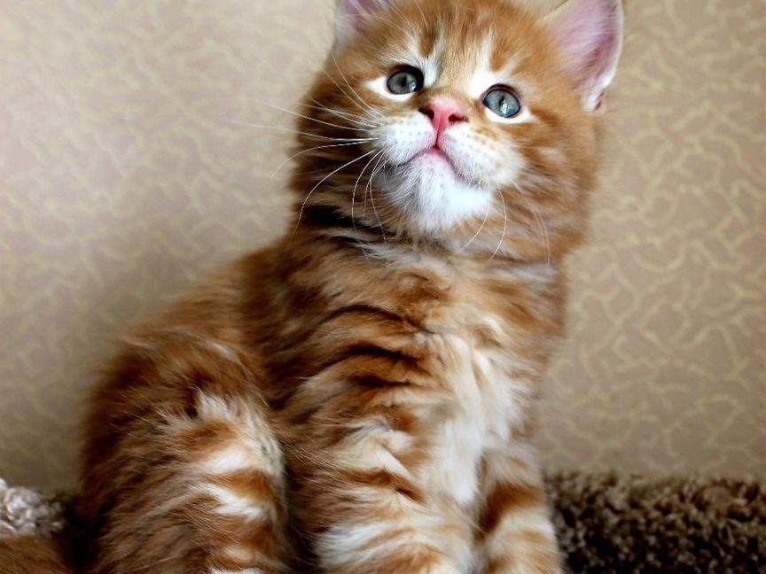 Котята мейн-кун