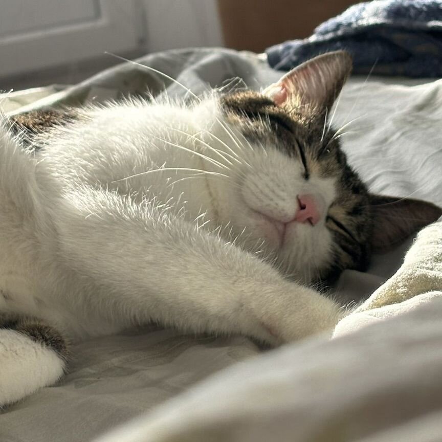 Ищет добрые руки кот