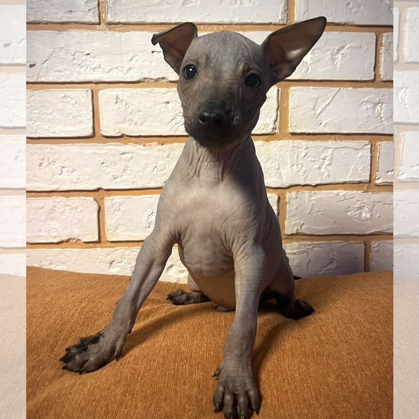 Мексиканская голая собака, щенок