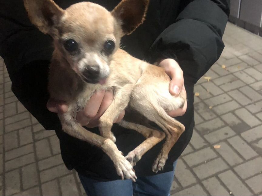 Чихуахуа потеряшка