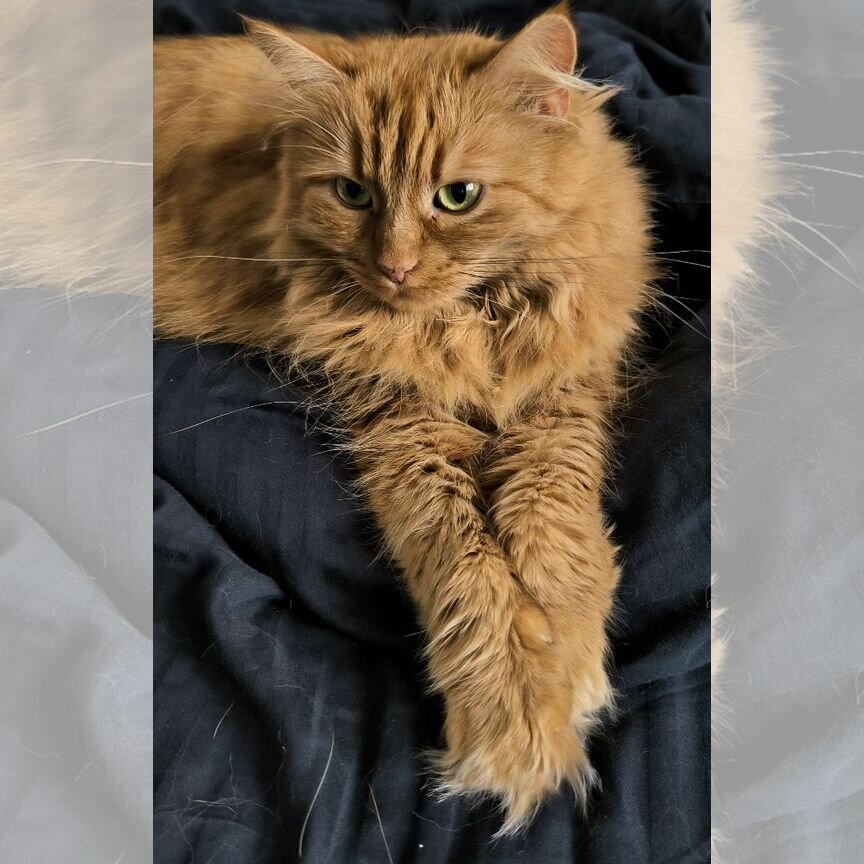 Сибирская кошка, взрослая