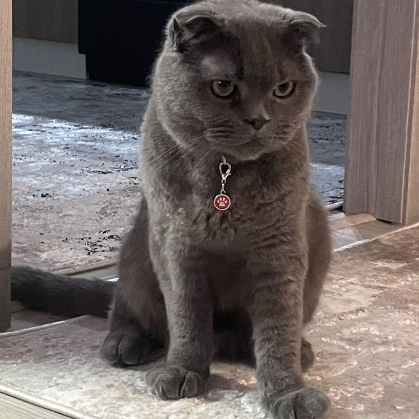 Шотландский вислоухий короткошёрстный, взрослый кот