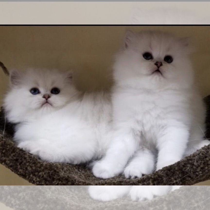 Шотландский вислоухий длинношёрстный котёнок